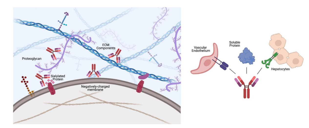 Developability considerations for bispecific and multispecific antibodies