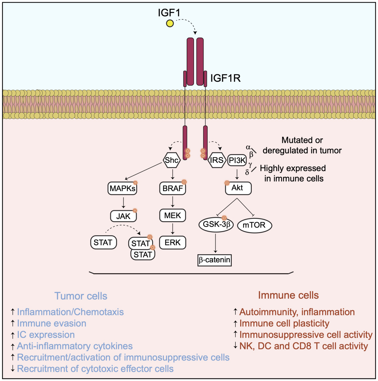 Insulin-like growth factor 1 receptor IGF1R