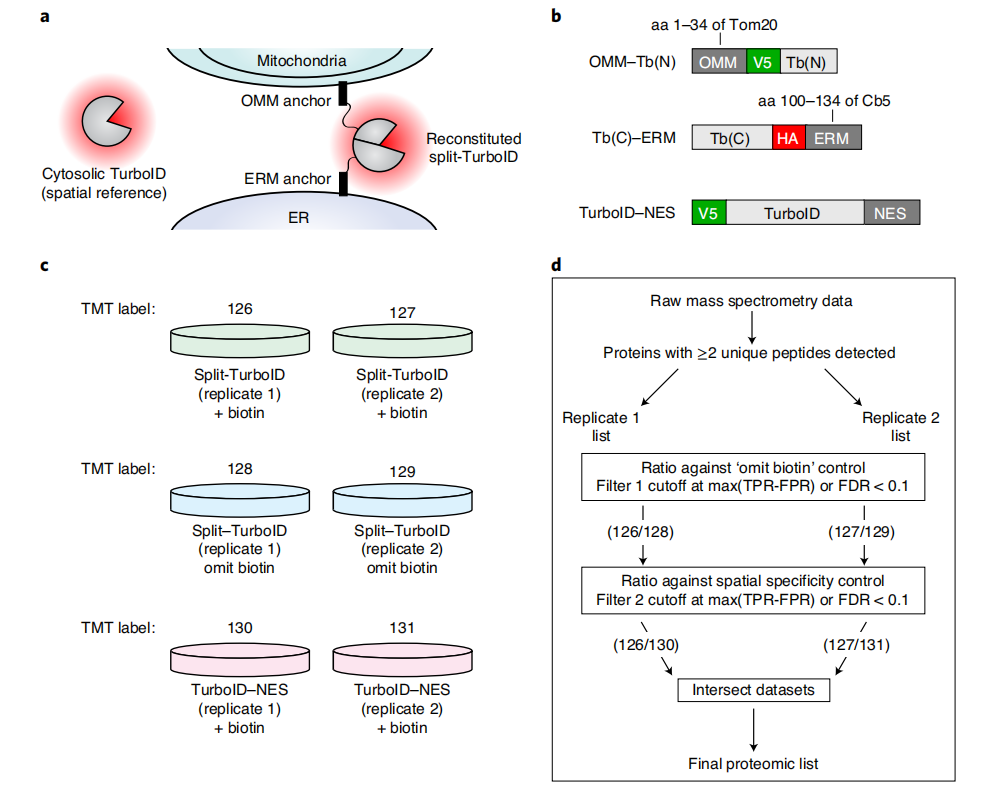 Proximity labeling in mammalian cells with TurboID and split-TurboID