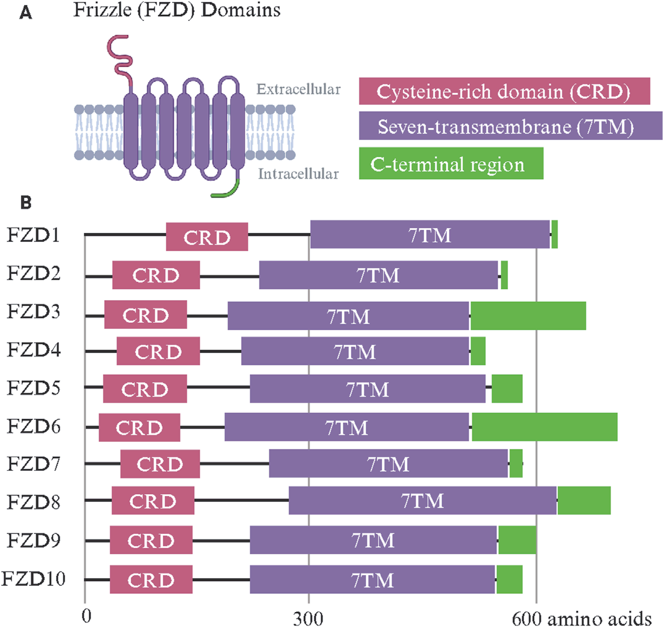 The Wnt pathway activates the receptor family FZD